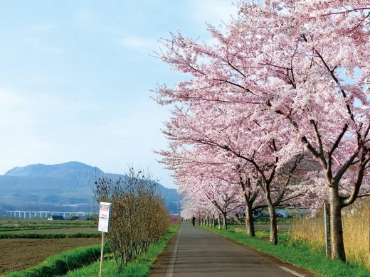 White-tailed Eagle and Osaru River Route | Toya-Usu UNESCO Global Geopark